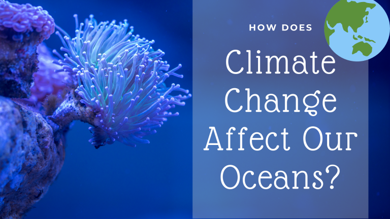 The Effects Of Climate Change On Oceans & Marine Ecosystems - Science ...