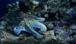 Octlantis: The Newly Discovered Octopus City | Science Trends