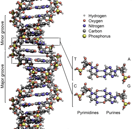 DNA Is Called The Blueprint Of Life: Here’s Why - Science Trends