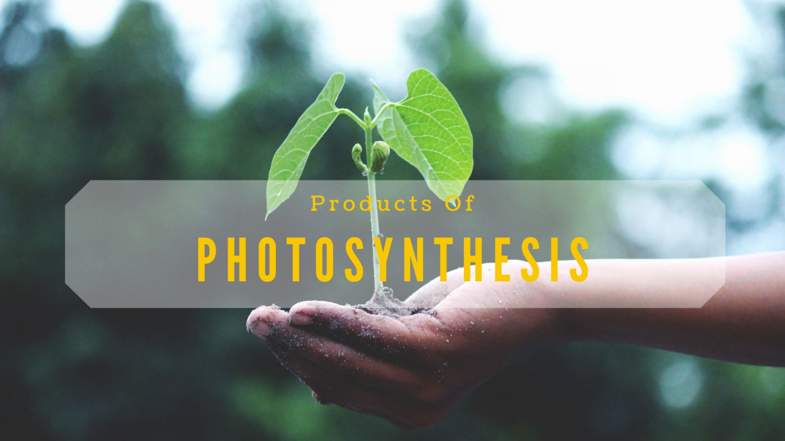 What Does Photosynthesis Produce? - Science Trends
