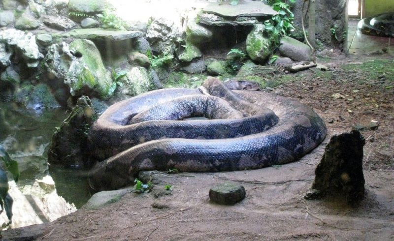 Recent Giant Python Attacks Will Increase As Deforestation Increases ...
