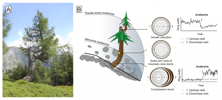Avalanche Destruction Zone & Its Impact On Old Growth Forests - Science ...