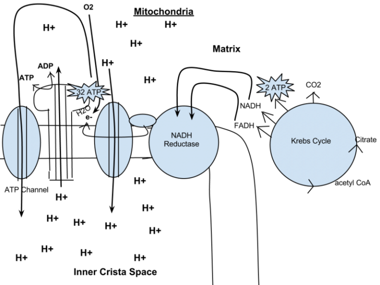 Balanced Chemical Equation For Cellular Respiration: Meaning And ...