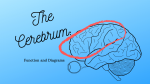 Cerebrum: Function Of The Largest Part Of The Human Brain - Science Trends