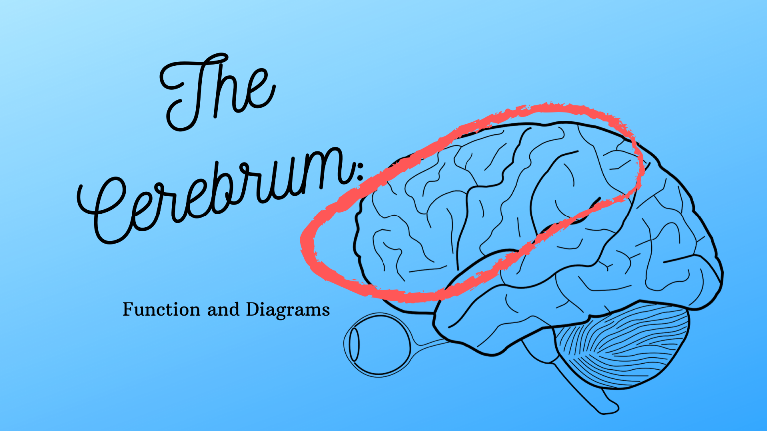 Cerebrum: Function Of The Largest Part Of The Human Brain - Science Trends