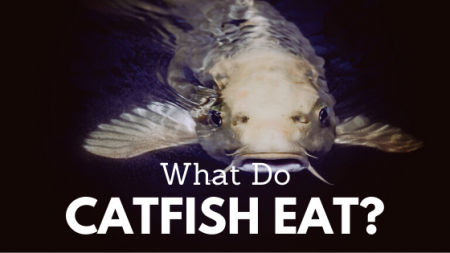 What Do Catfish Eat? - Science Trends