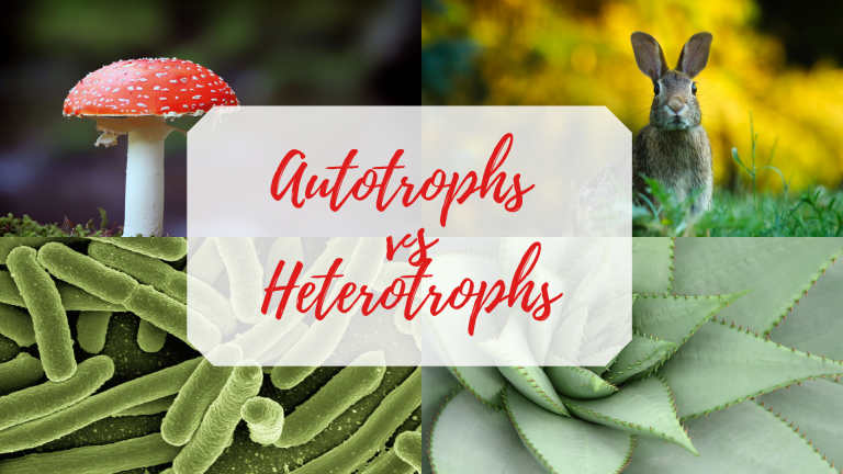 Autotroph Vs Heterotroph: The Difference | Science Trends