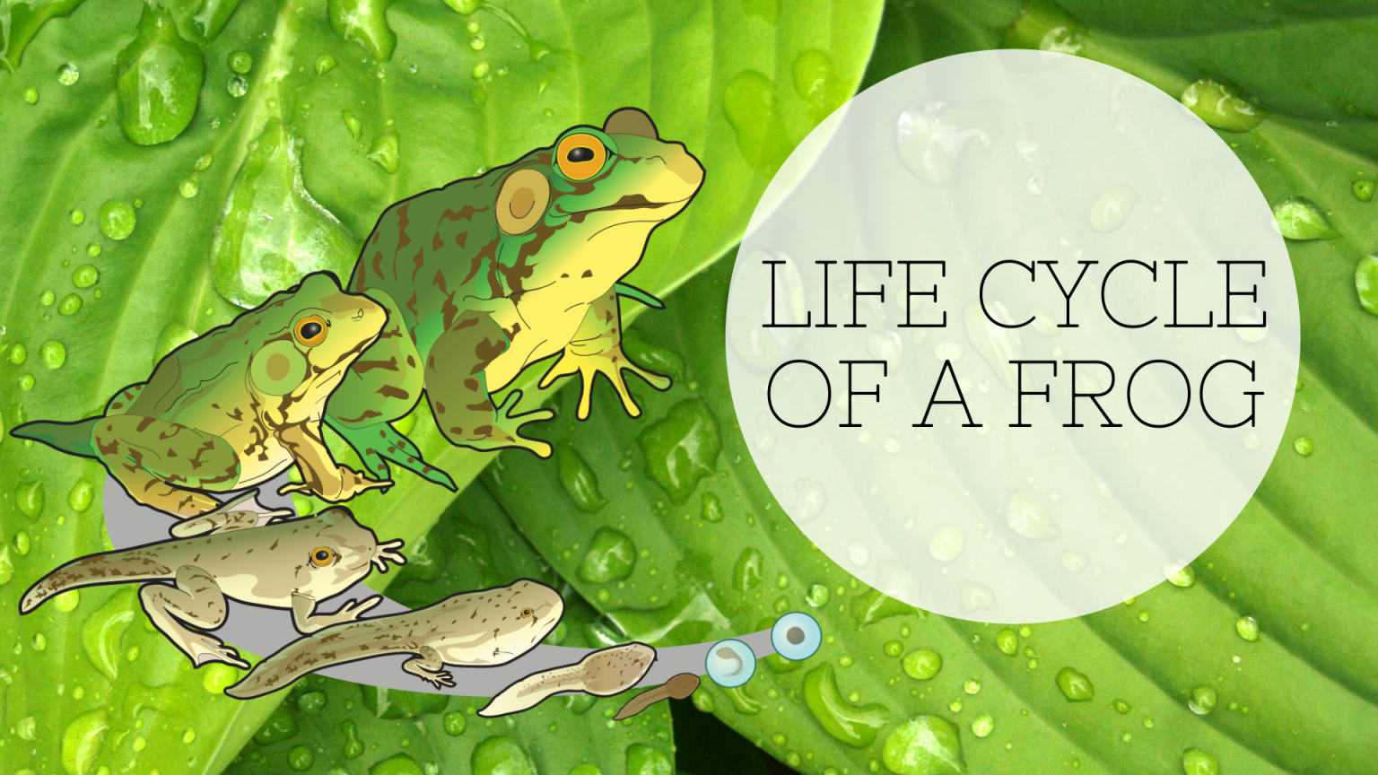 Life Cycle Of A Frog: From Tadpole To Frog | Science Trends