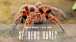 How Many Legs Does A Spider Have? | Science Trends