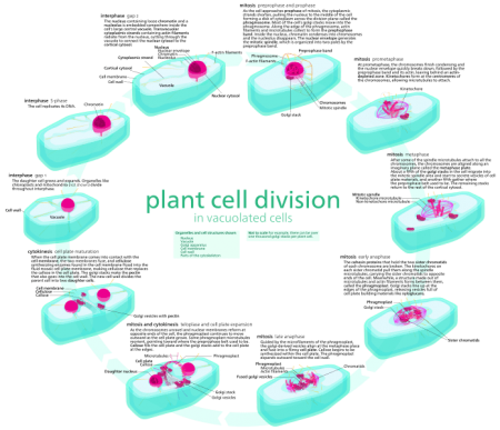 The Stages Of Mitosis - Science Trends