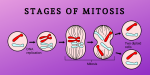 The Stages Of Mitosis - Science Trends