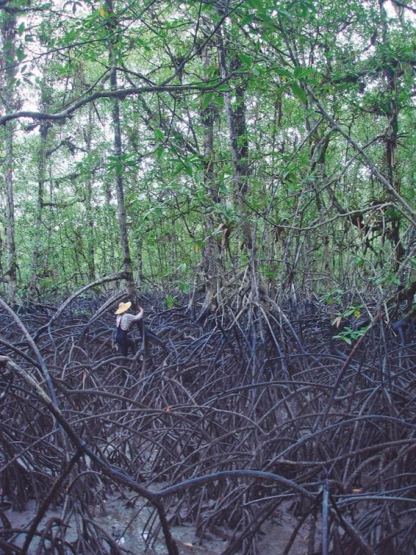 A Productivity Paradox In Very Wet Mangrove Forests Of The Neotropics ...