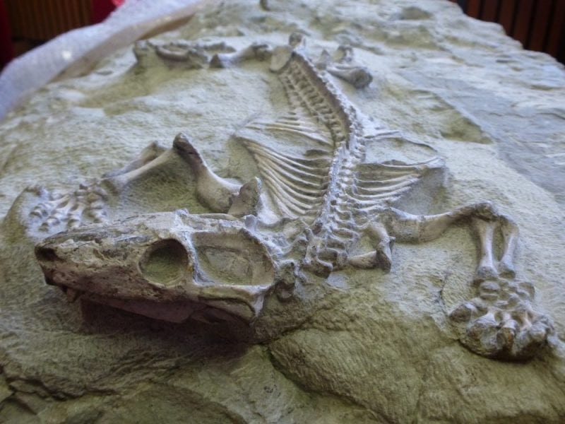 Revealing The Cynodonts Missing Braincase – How Mammals Evolved With ...
