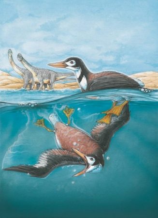 Vegaviidae, A Group Of Modern Birds That Survived Dinosaur Extinction ...