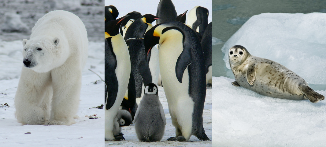 Flora And Fauna: Definition And Examples - Science Trends