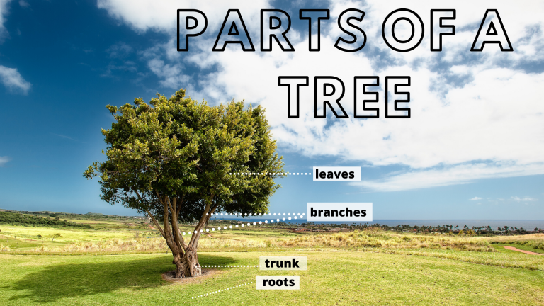 The Parts Of A Tree - Science Trends