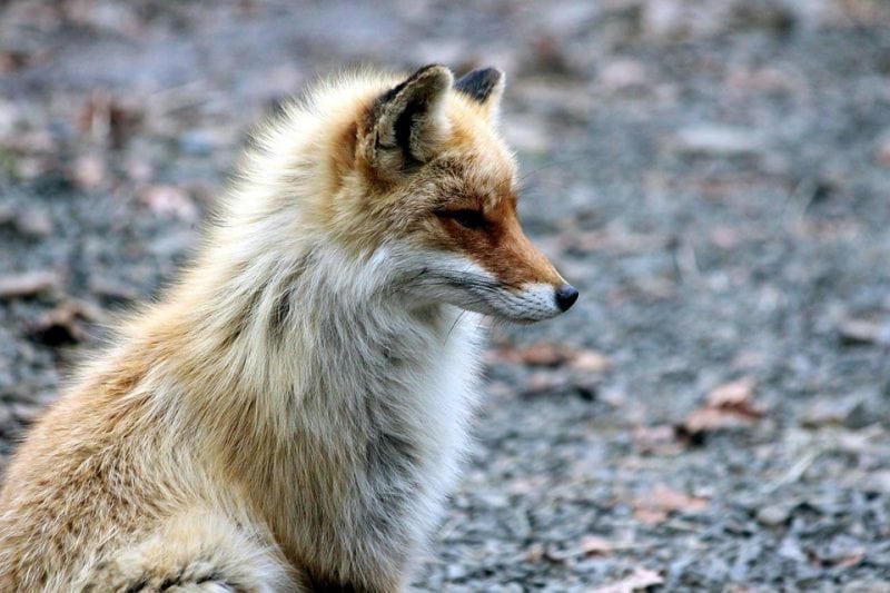 What Do Foxes Eat? - Science Trends