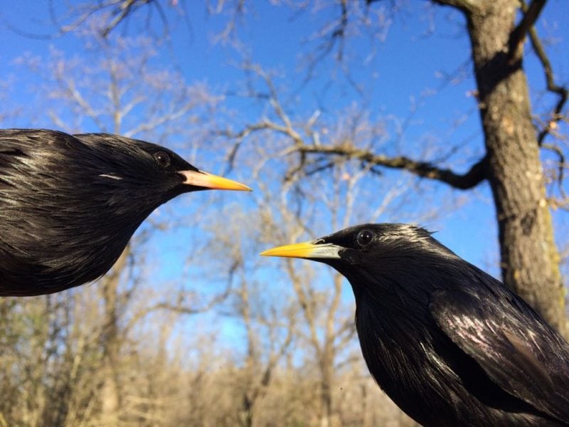 Raising Extra Offspring Is Costly In Spotless Starlings - Science Trends