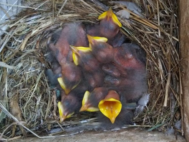Raising Extra Offspring Is Costly In Spotless Starlings - Science Trends