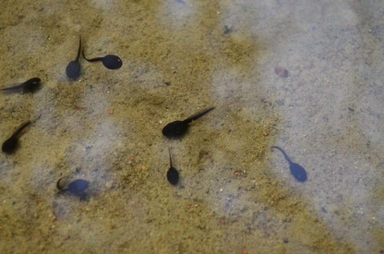 Life Cycle Of A Frog: From Tadpole To Frog - Science Trends