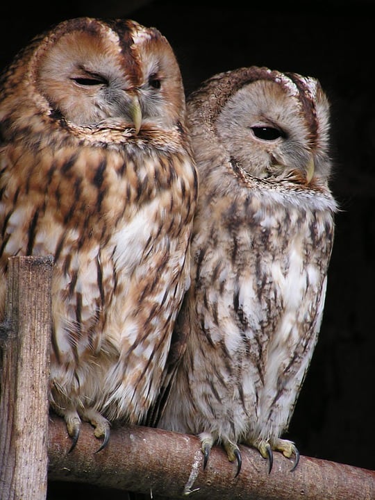 What Do Owls Eat? - Science Trends