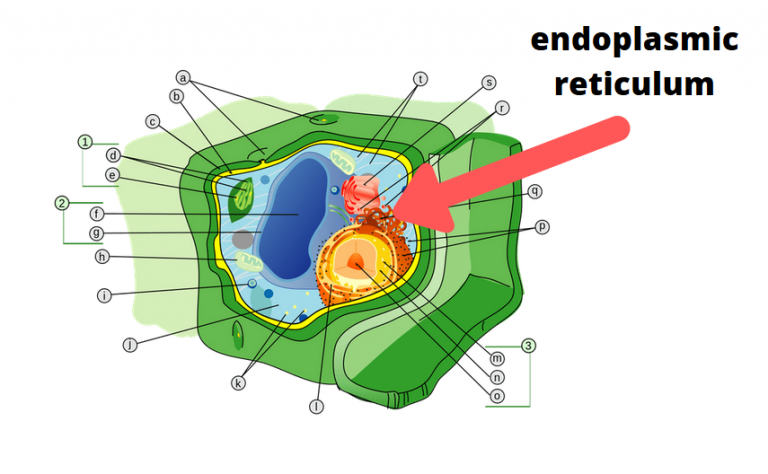 Plant Cell Parts And Functions - Science Trends