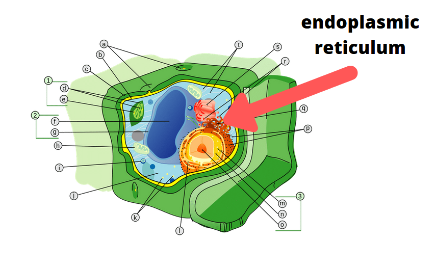 Plant Cell Parts And Functions - Science Trends