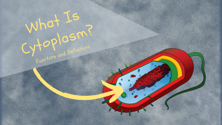 Cytoplasm Function - Science Trends