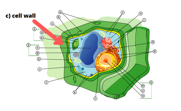 Plant Cell Parts And Functions - Science Trends