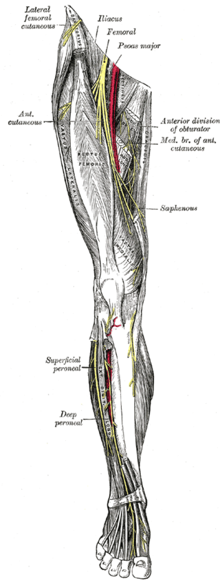 Can You Name The Parts Of A Human Leg? - Science Trends