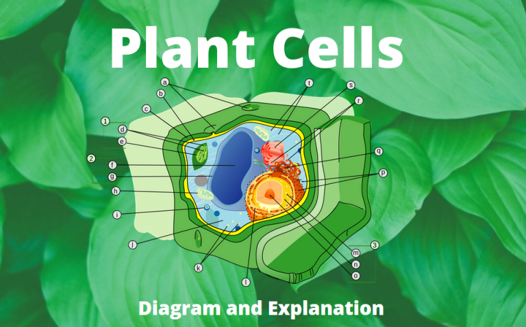 Plant Cell Parts And Functions - Science Trends