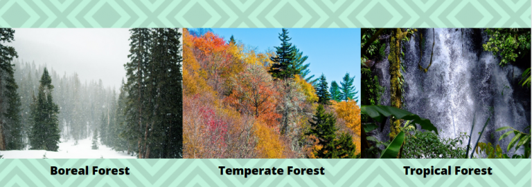 The Types Of Ecosystems | Science Trends