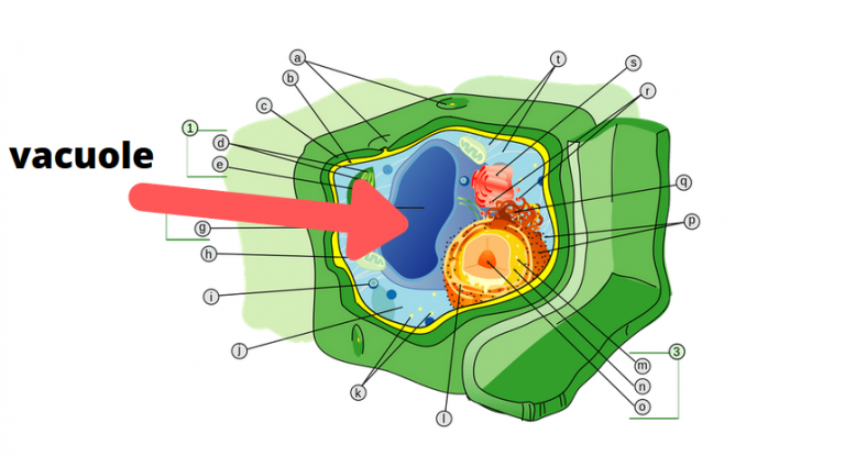 Plant Cell Parts And Functions - Science Trends