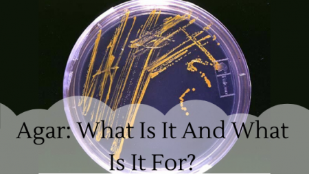 What Is Agar? - Science Trends