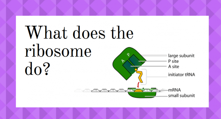 The Function Of Ribosomes - Science Trends