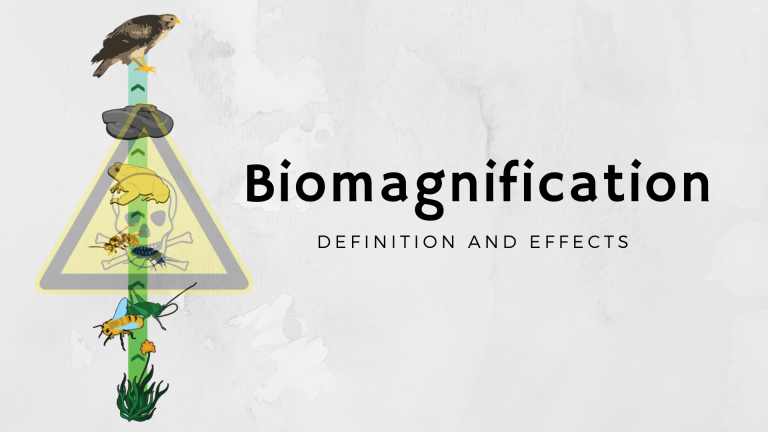 What Is Biomagnification? - Science Trends