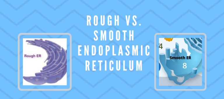 Smooth ER Function And Rough ER Function - Science Trends
