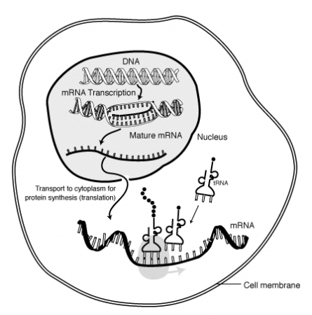 What Sugar Is Found In RNA And DNA? | Science Trends