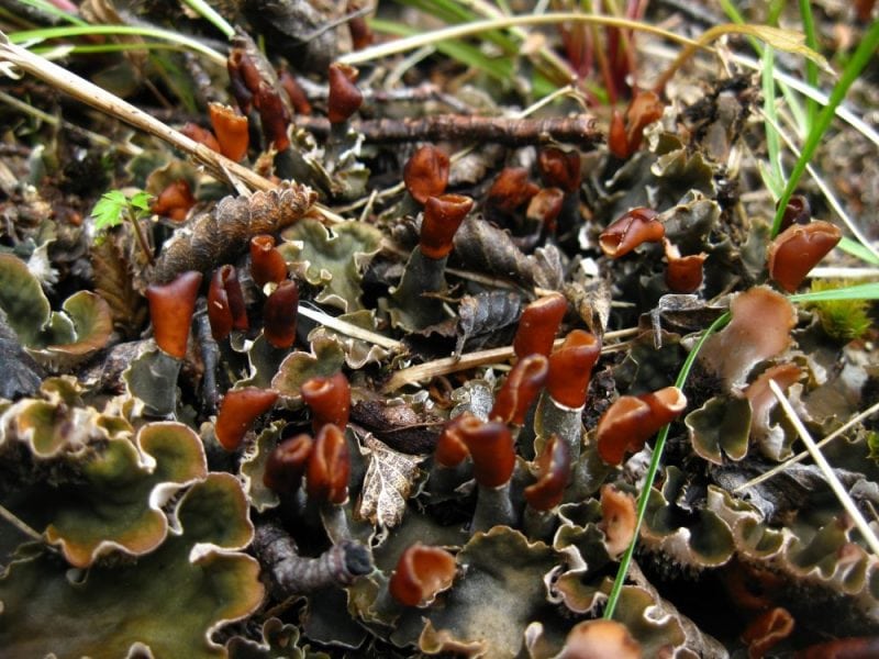 Substrates On Which Lichens Grow Appear To Act As Reservoir Of Lichen ...