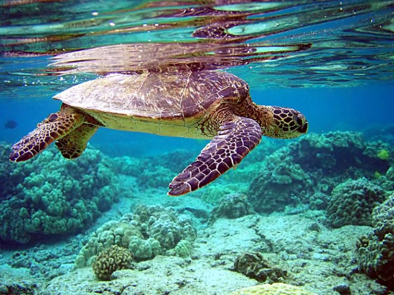 Climate Change Means 99% Of Australian Sea Turtles Are Being Born ...
