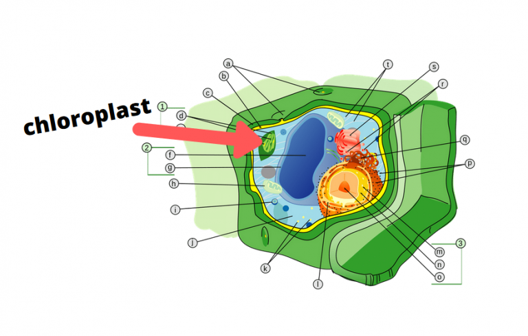 Plant Cell Parts And Functions - Science Trends