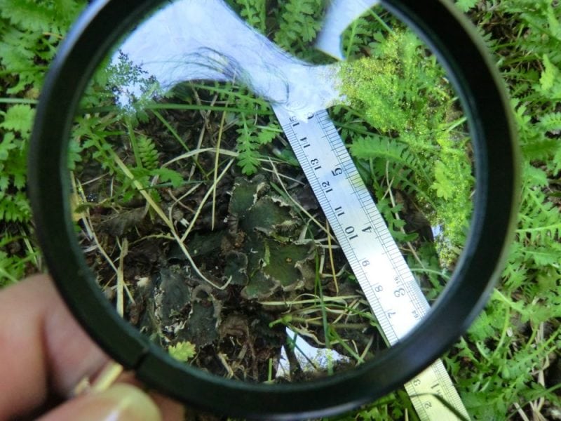 Substrates On Which Lichens Grow Appear To Act As Reservoir Of Lichen ...