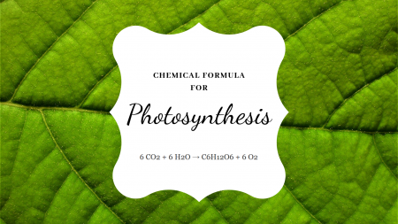 The Chemical Equation For Photosynthesis | Science Trends