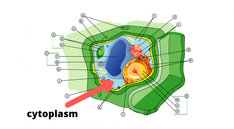 Plant Cell Parts And Functions - Science Trends