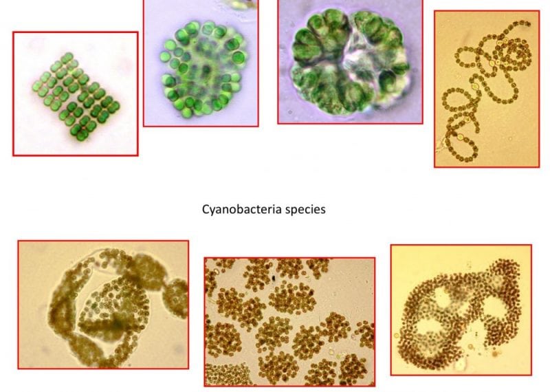 Comparing Cyanobacterial Blooms In Artificial Vs. Natural Waterbodies ...