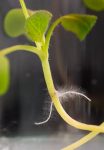 Producing Human Proteins From Plant Roots - Science Trends