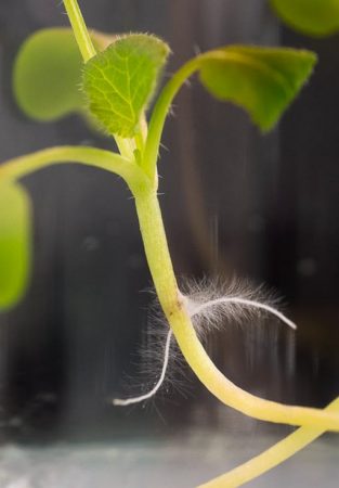 Producing Human Proteins From Plant Roots - Science Trends