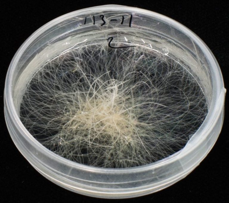 Producing Human Proteins From Plant Roots - Science Trends