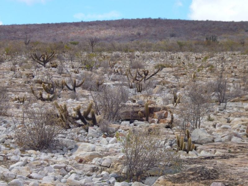 In Vitro Propagation Of Cacti To Evaluate Genetic Stability Of The ...