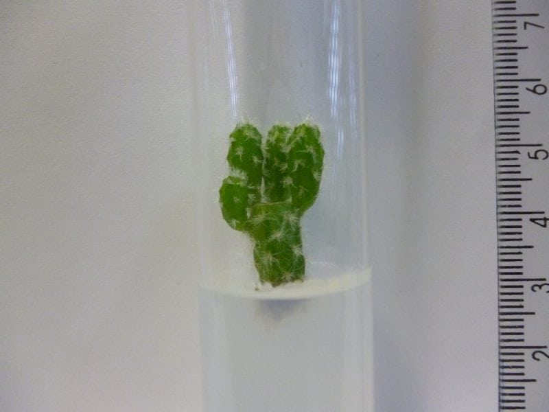 In Vitro Propagation Of Cacti To Evaluate Genetic Stability Of The ...
